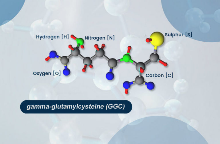 What is Gamma-Glutamylcysteine (GGC) | Glutathione Reporter